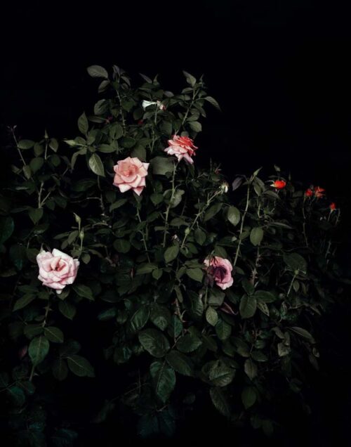 Sarah Jones - Hundred Heroines