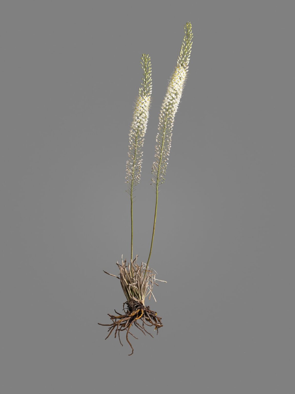 Beyond Seas and Trees - Gohar Dashti - Hundred Heroines