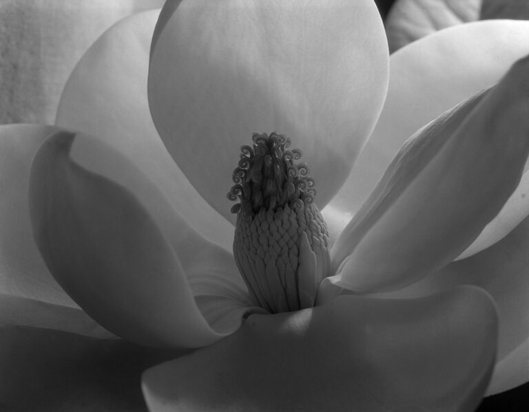 Imogen Cunningham - American Photographer - Hundred Heroines
