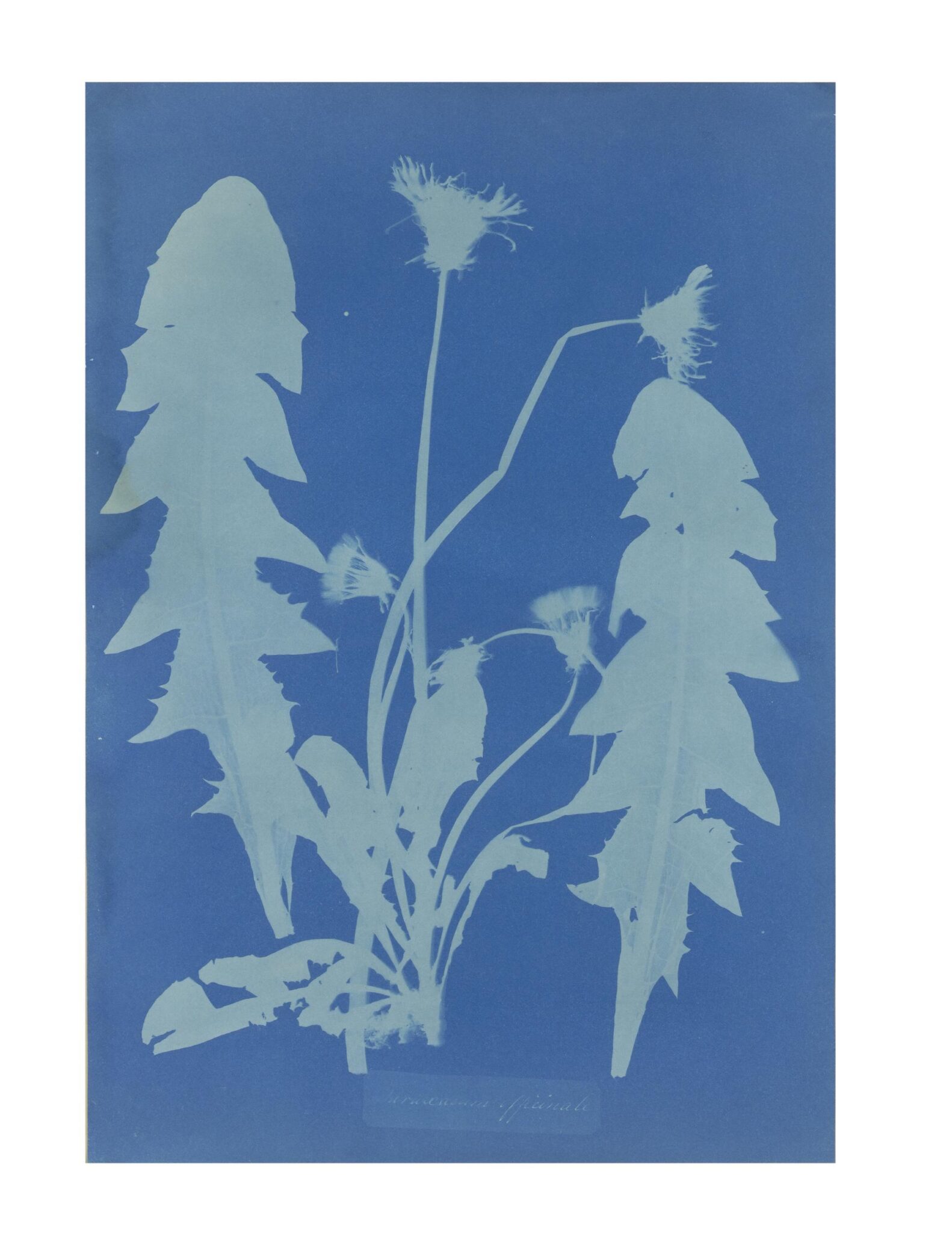 Anna Atkins - British Photographer - Hundred Heroines