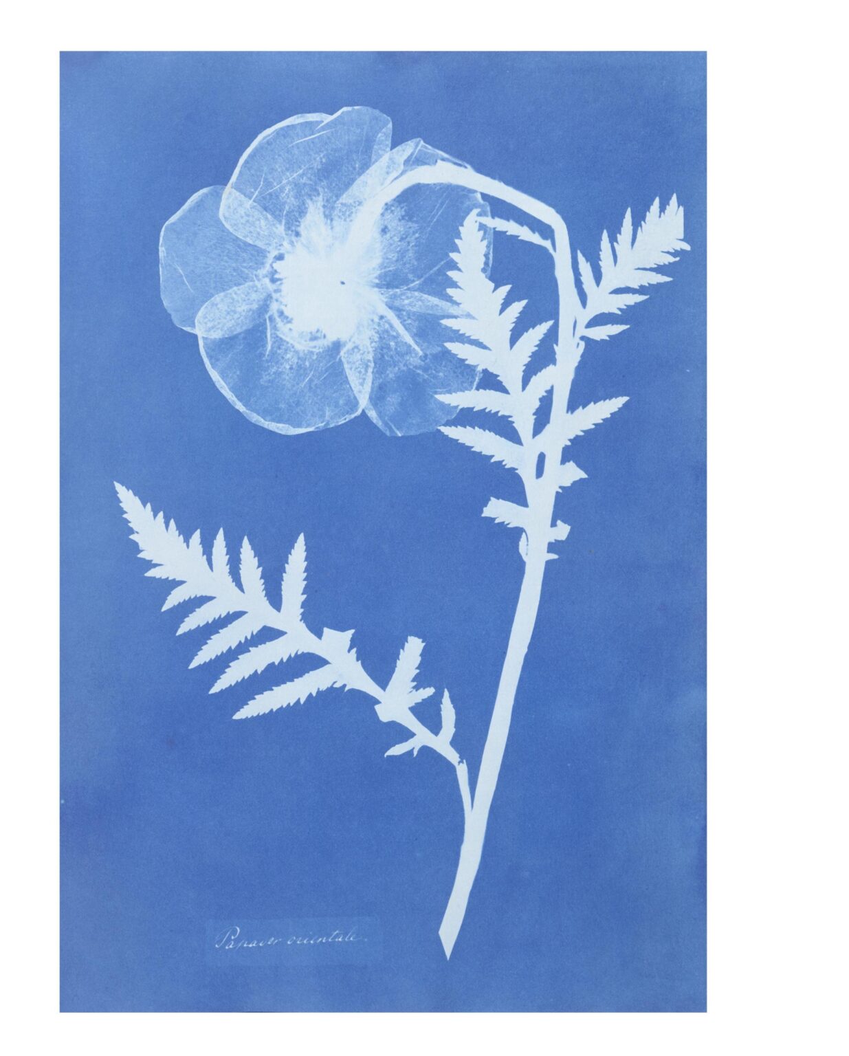 Anna Atkins - British Photographer - Hundred Heroines